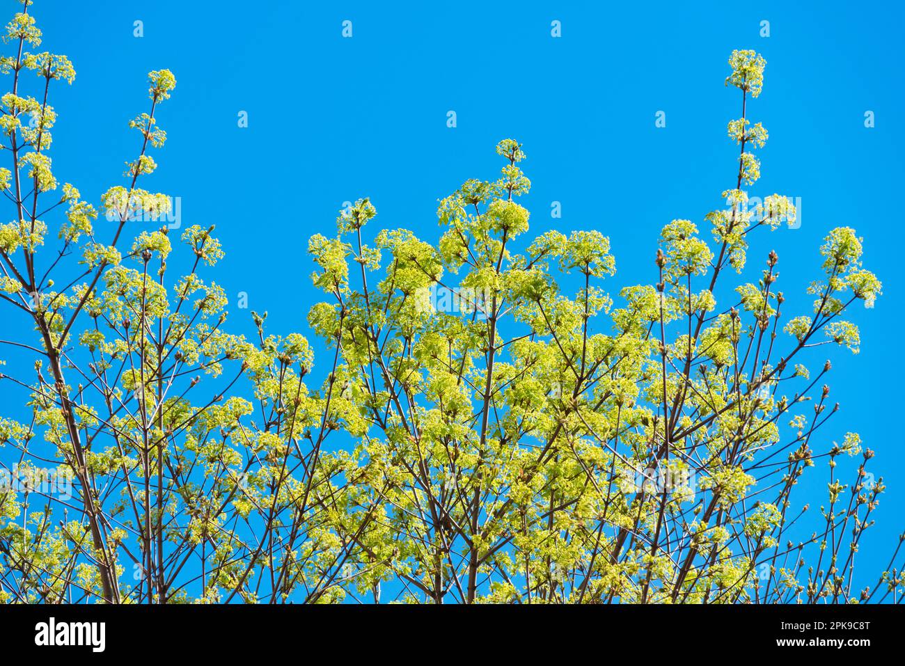 Italy, Lombardy, Norway Maple, Acer Platanoides, Flowering Stock Photo ...