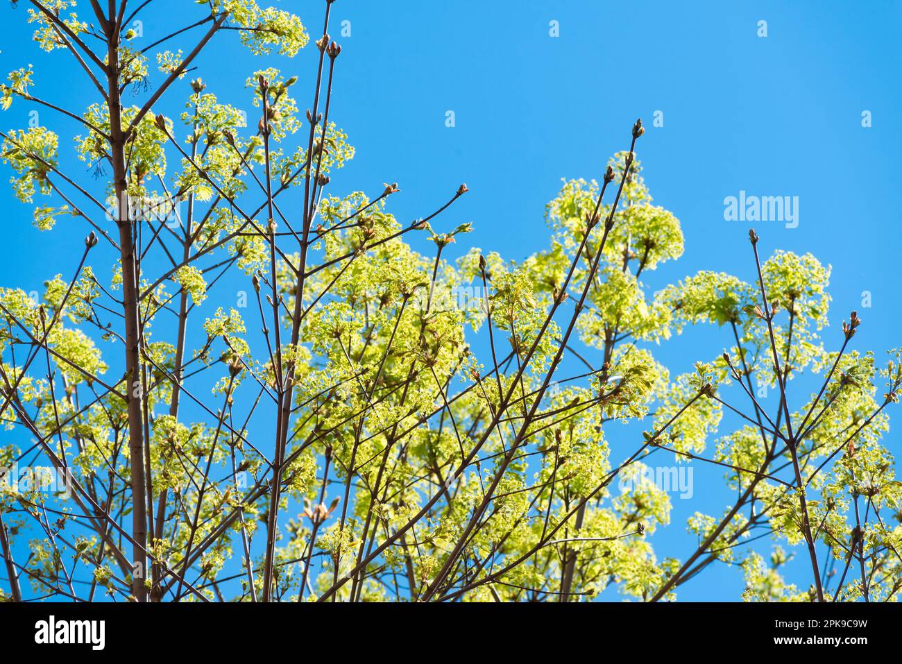 Italy, Lombardy, Norway Maple, Acer Platanoides, Flowering Stock Photo ...