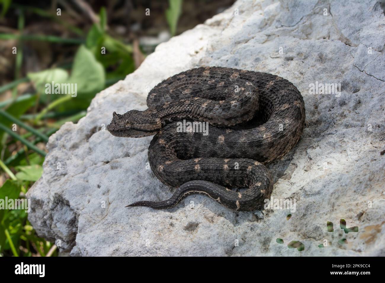 Black-tailed Horned Pitviper (Mixcoatlus melanurus) from Puebla, Mexico ...