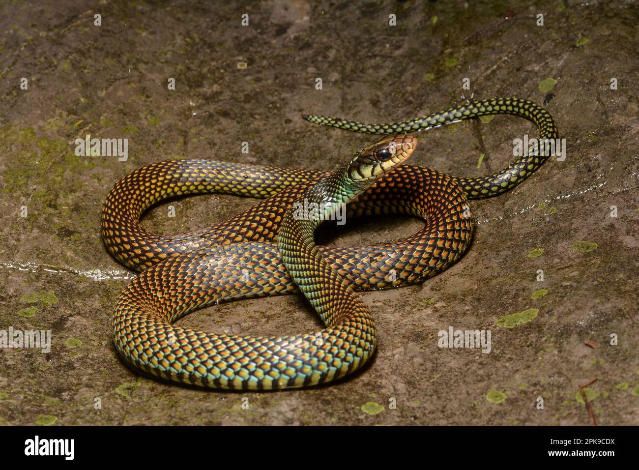 A Speckled Racer (Drymobius margaritiferus) from Veracruz, Mexico Stock ...