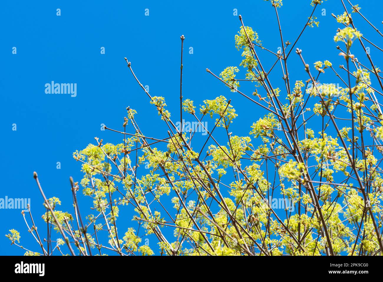 Italy, Lombardy, Norway Maple, Acer Platanoides, Flowering Stock Photo ...