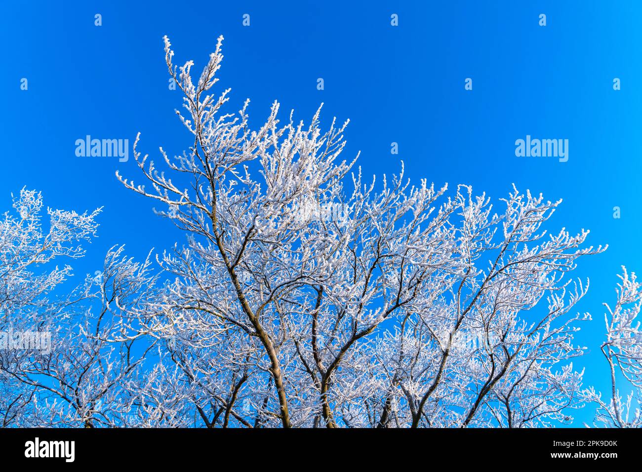 Tree with frost hi-res stock photography and images - Alamy