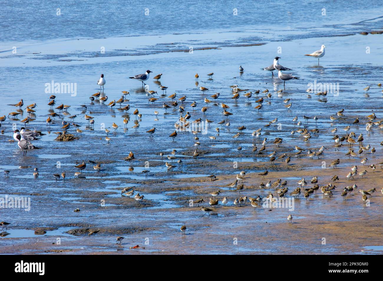 Shorebirds hi-res stock photography and images - Alamy