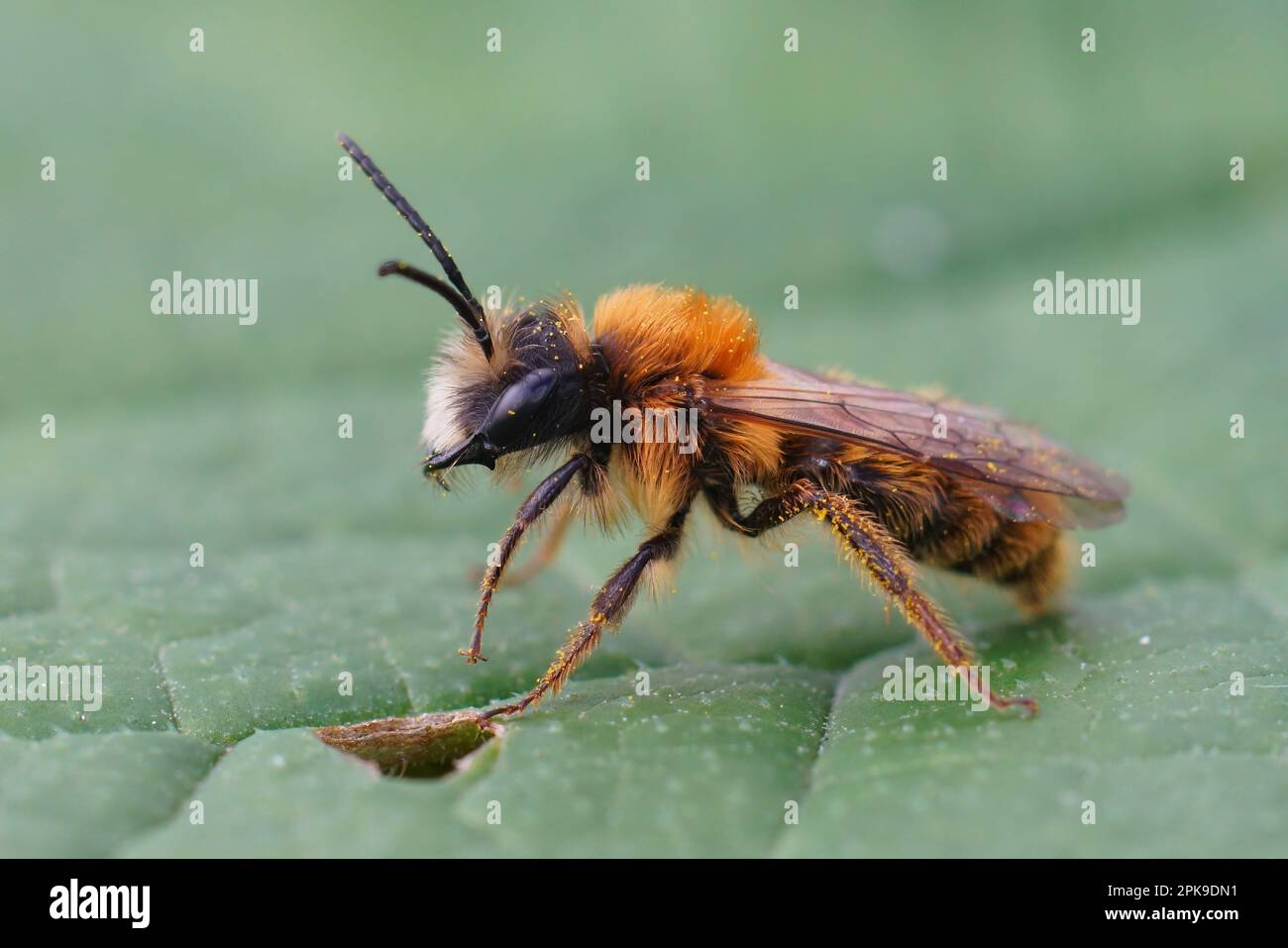 Natural closeup on a colorful fluffy male Tawny mining bee, Andrena ...