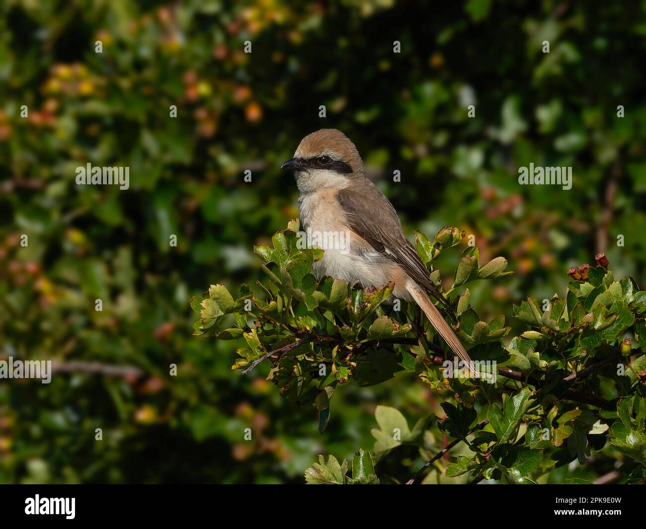 A rare visitor seen at RSPB Bempton Cliffs Red-tailed Shrike or ...