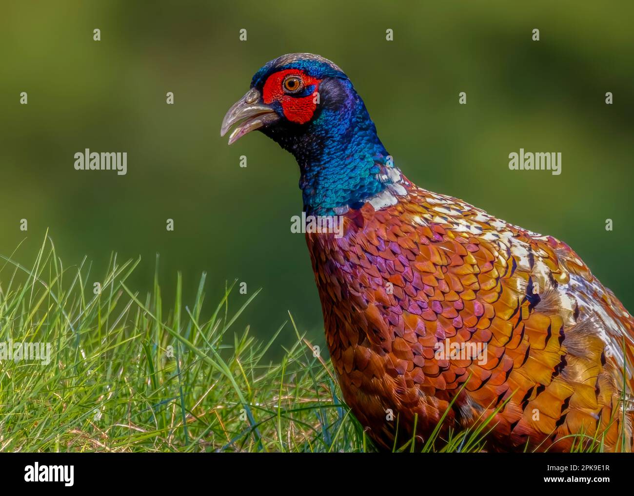 A Male Pheasant sitting on the lawn at a local golf club Stock Photo ...