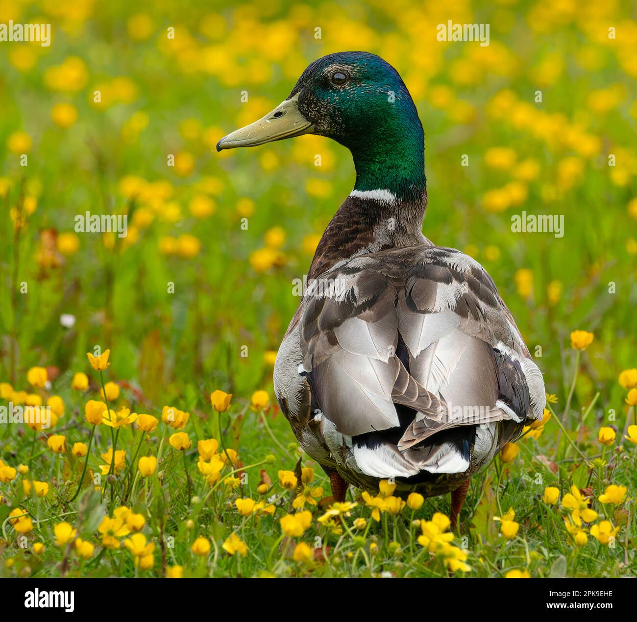A Male Mallard standing in a field of Buttercups giving me an over the ...