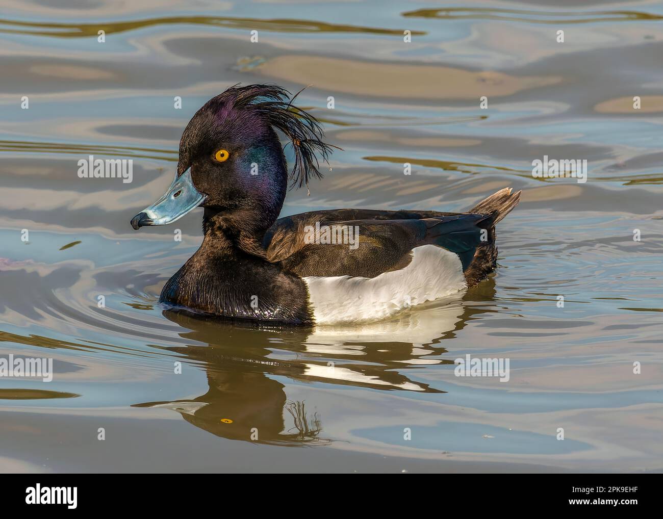 Chilling duck hi-res stock photography and images - Alamy