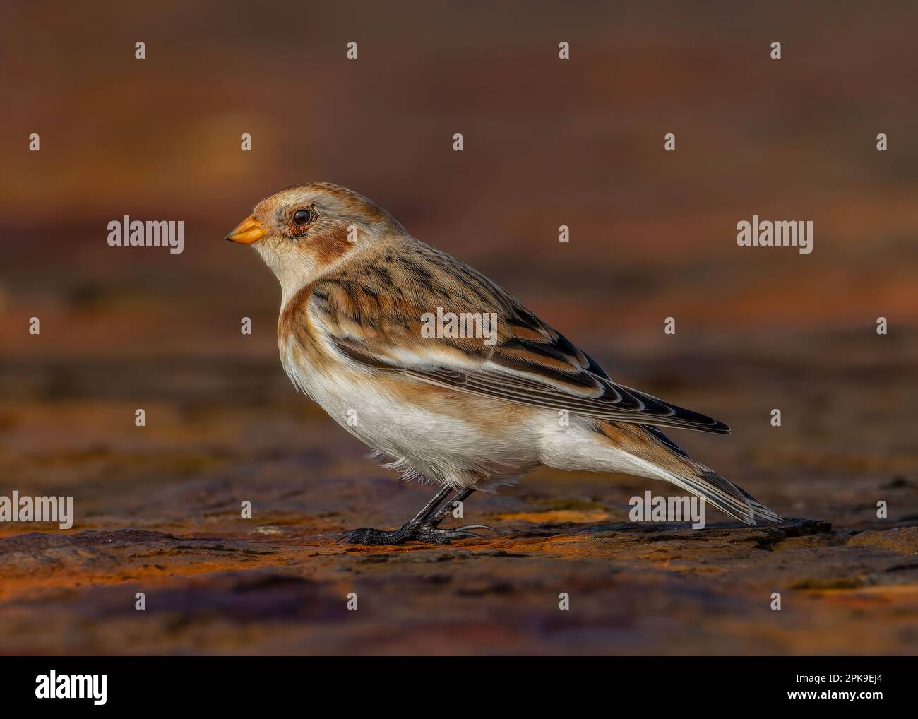 A snowbunting perching on a metal spit wall against an autumn look ...