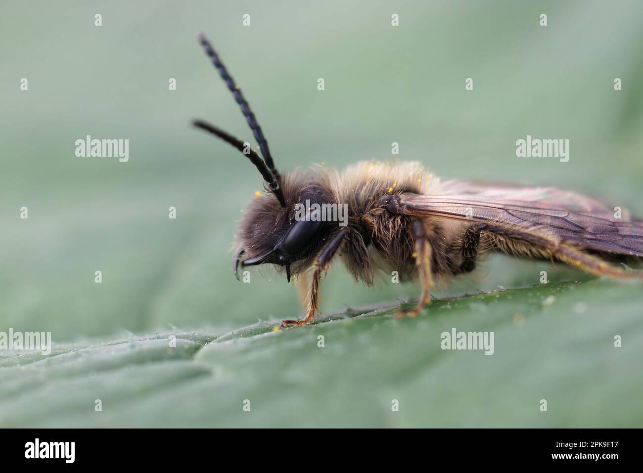 Detailed closeup on a male of the rare Trimmers mining bee, Andrena ...