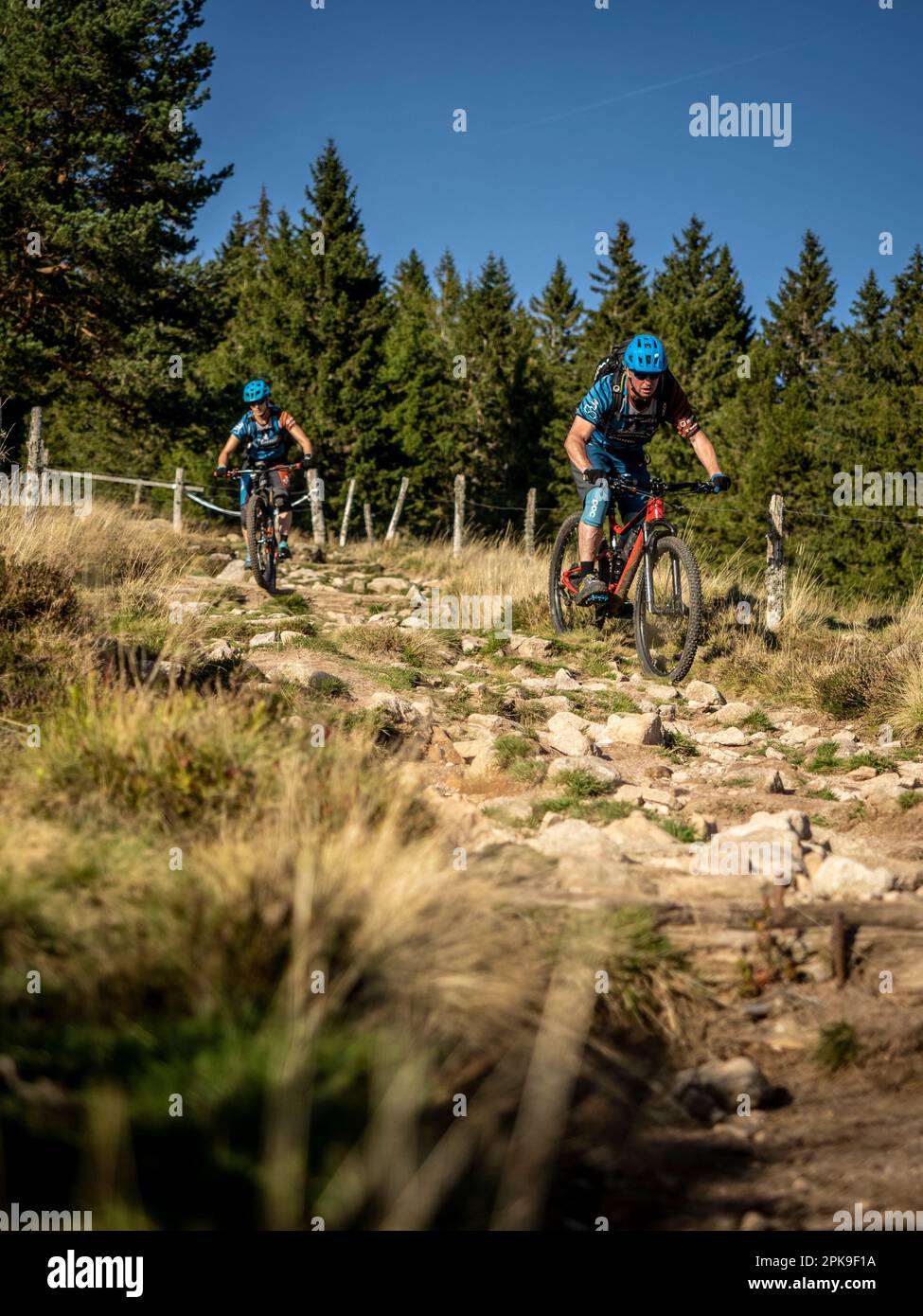 Mountain bikers on single trail in the High Vosges below the Vosges ...