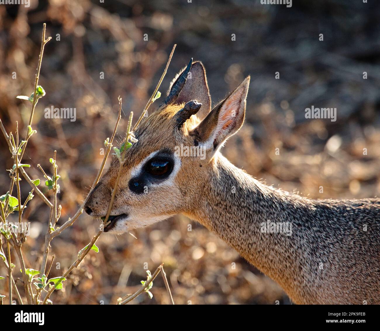 A Kirks Dik-Dik (Madoqua kirkii) close up side view eating, Manyara ...