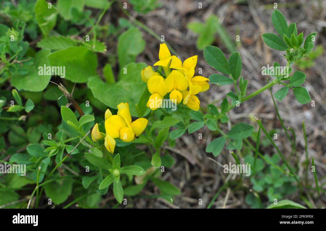 Lotus corniculatus grows in the meadow among wild grasses Stock Photo ...