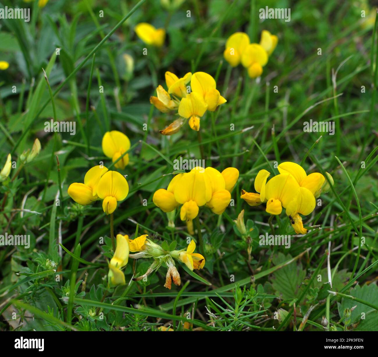 Lotus corniculatus grows in the meadow among wild grasses Stock Photo ...