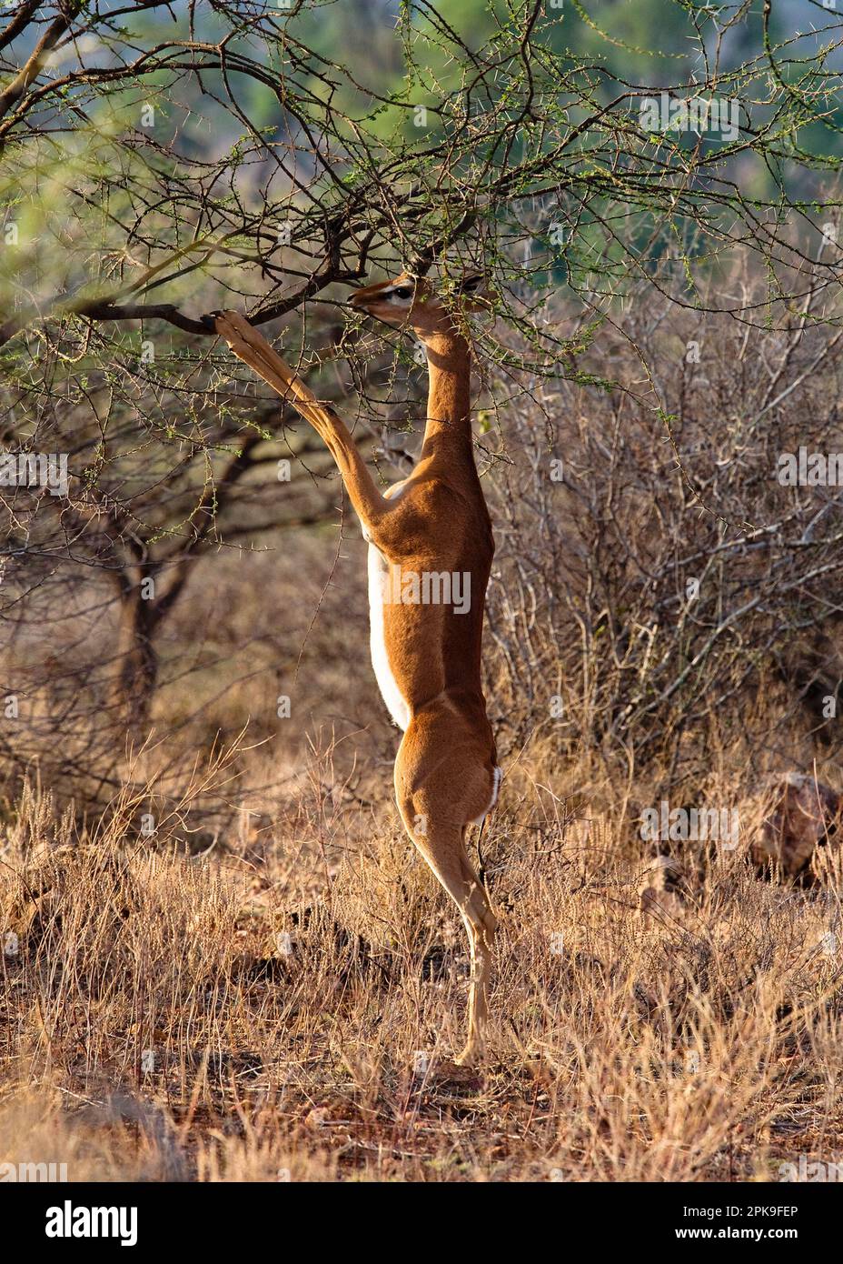 One gerenuk standing up eating tree hi-res stock photography and images ...