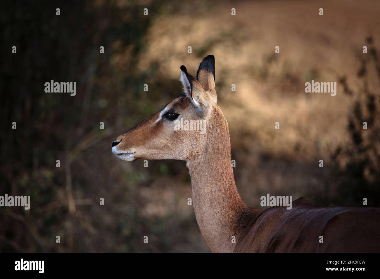 Side view head and shoulders female impala hi-res stock photography and ...