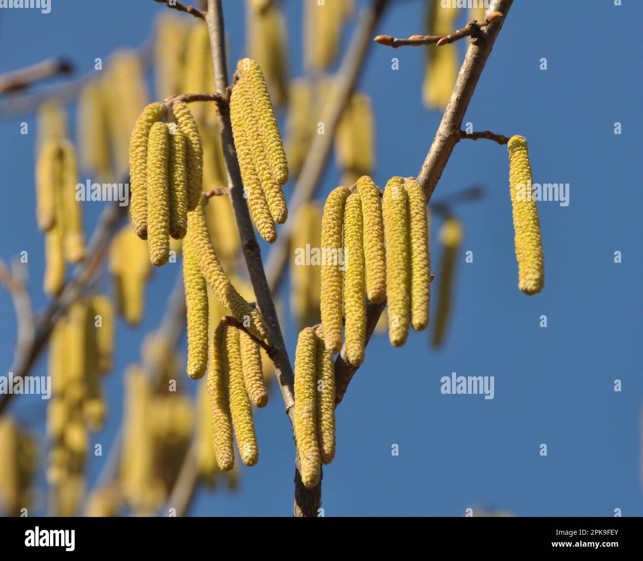 Common hazel (Corylus avellana) in the spring blooms in the forest ...