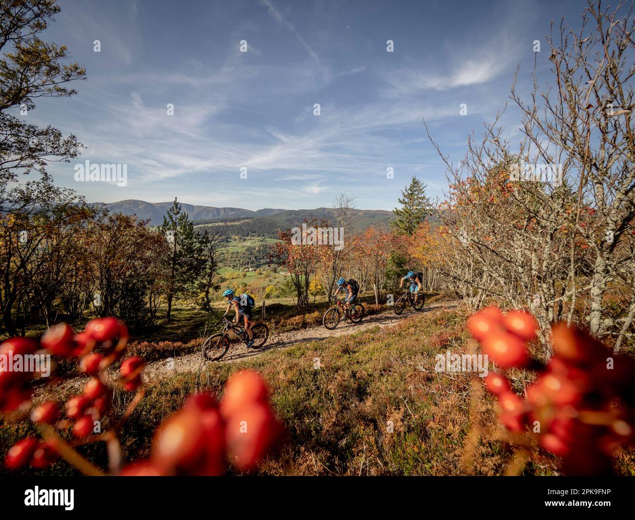 Mountain biker on single trail in the High Vosges. Mountain pasture ...