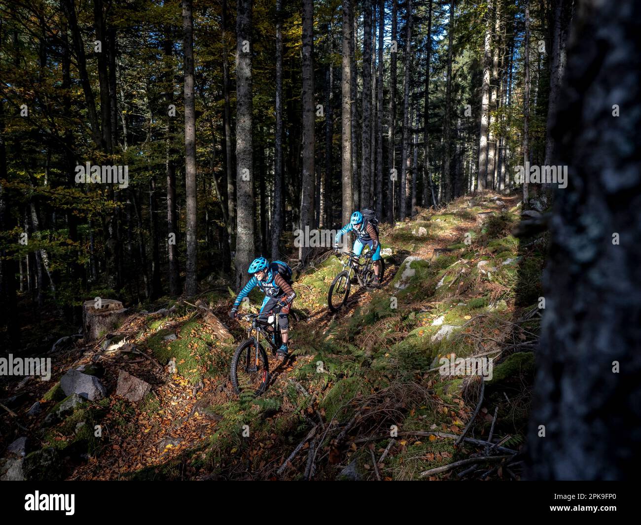 Mountain biker on single trail in the High Vosges. Downhill to ...