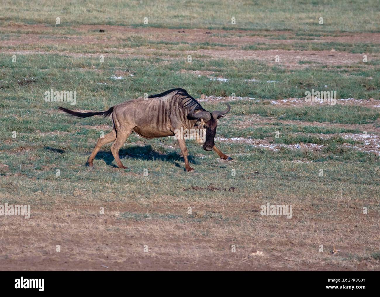 Side view of a wildebeest galloping hi-res stock photography and images ...