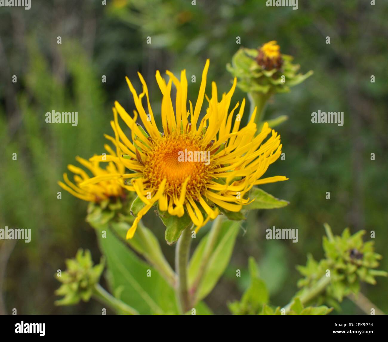The valuable medicinal plant inula helenium grows in the wild Stock ...