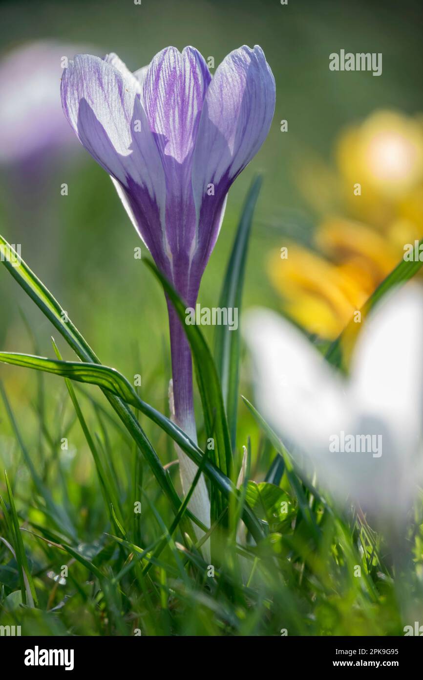 DEU, Germany, Baden-Wuerttemberg, Stuttgart, Hohenheim Botanical Garden ...