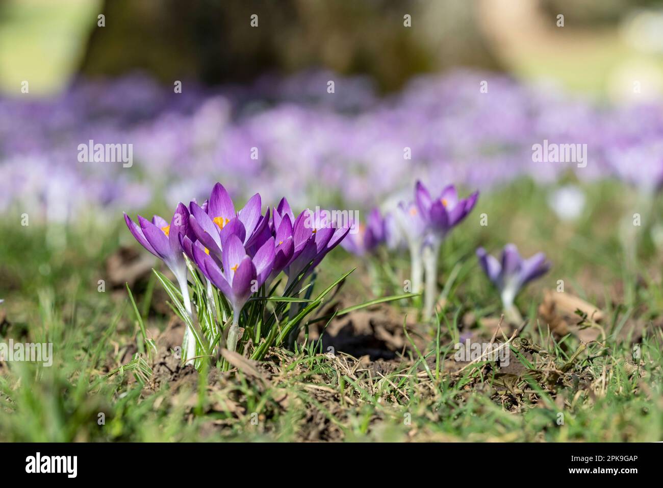 Hohenheim botanical garden hi-res stock photography and images - Alamy