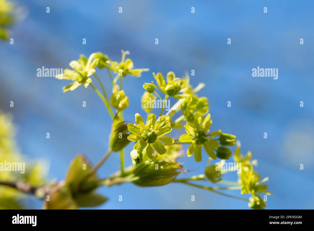 Italy, Lombardy, Norway Maple, Acer Platanoides, Flowering Stock Photo ...