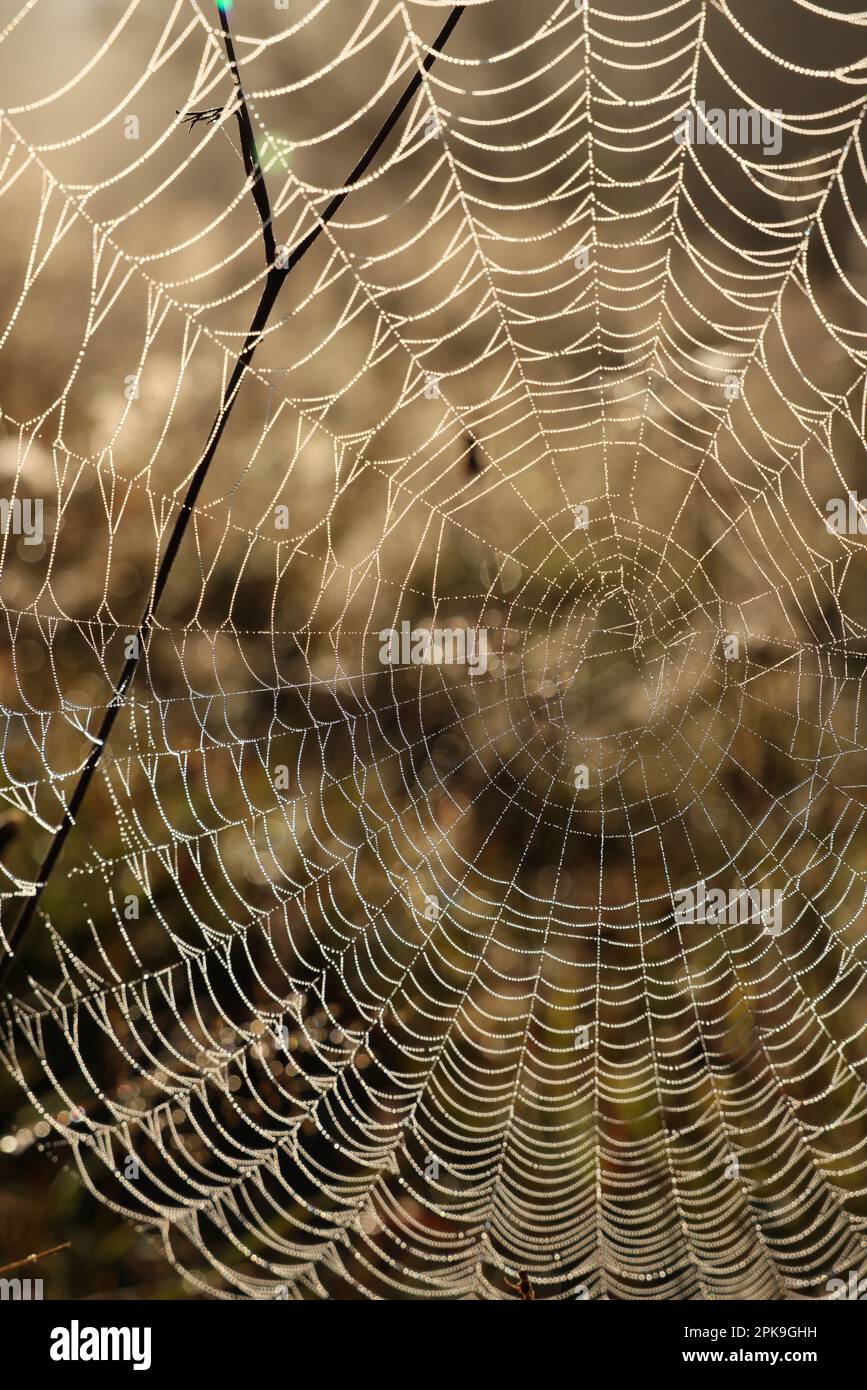 Empty cobweb hi-res stock photography and images - Alamy