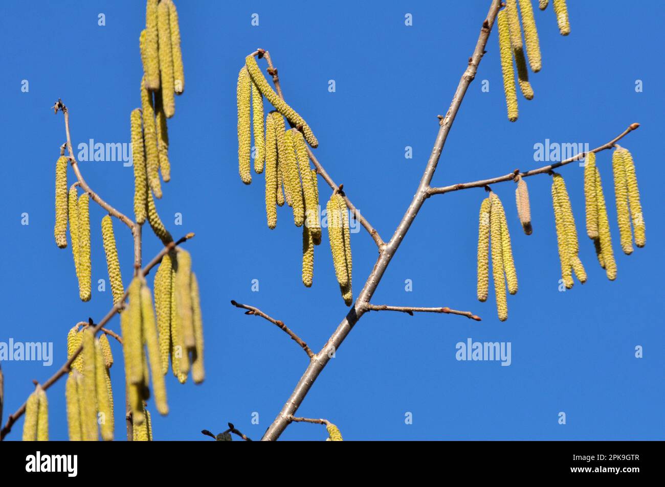 Common hazel (Corylus avellana) in the spring blooms in the forest ...
