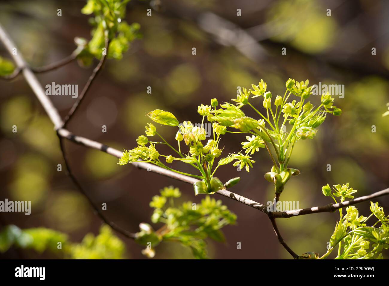 Italy, Lombardy, Norway Maple, Acer Platanoides, Flowering Stock Photo ...