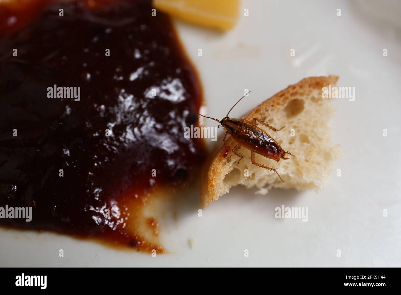 Disgusting food plate hi-res stock photography and images - Alamy