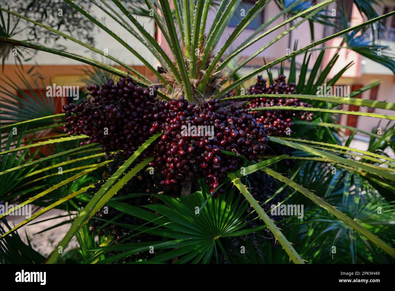 Palm oil tree hi-res stock photography and images - Alamy