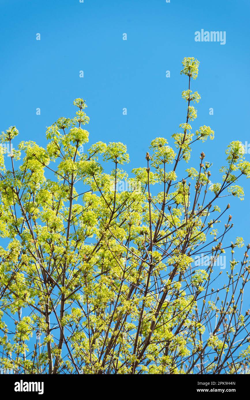 Italy, Lombardy, Norway Maple, Acer Platanoides, Flowering Stock Photo ...