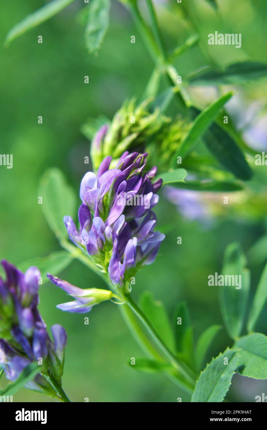 The field is blooming alfalfa, which is a valuable animal feed Stock ...