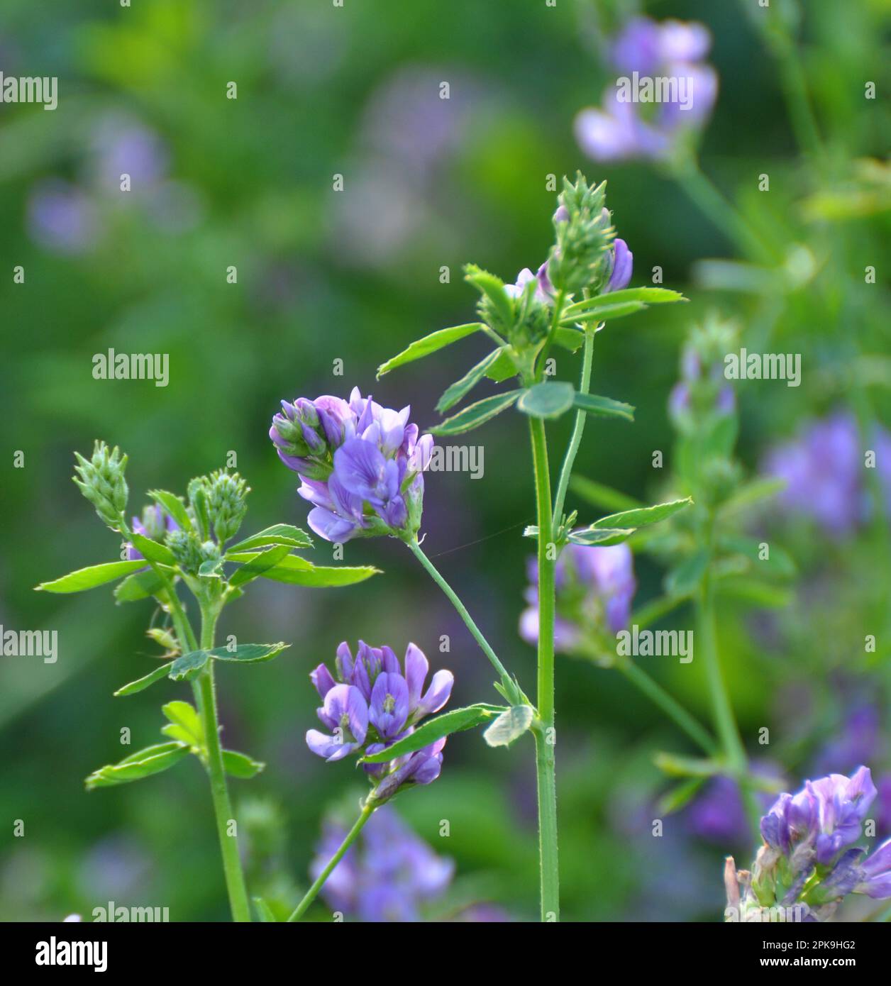 The field is blooming alfalfa, which is a valuable animal feed Stock ...