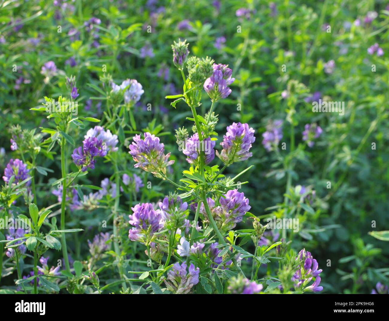 The field is blooming alfalfa, which is a valuable animal feed Stock ...