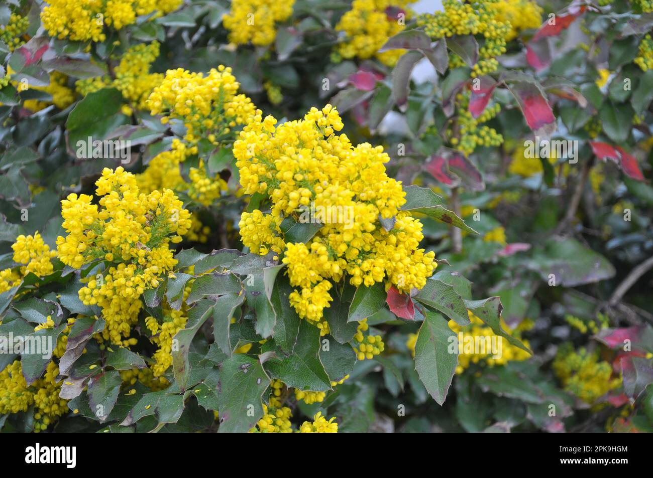 The evergreen shrub Mahonia aquifolium is used for landscaping Stock ...