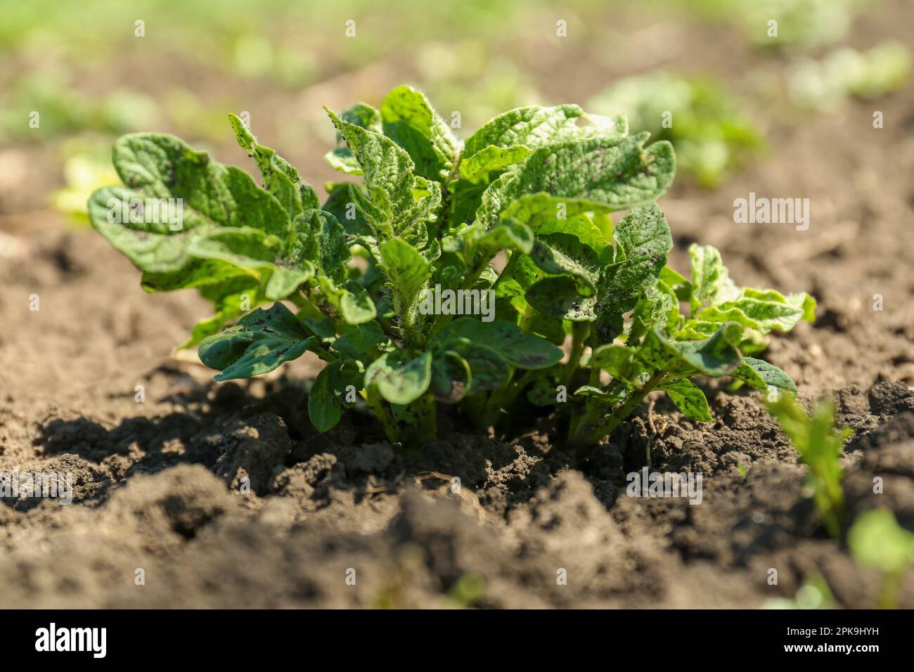 Potato sprout hi-res stock photography and images - Alamy