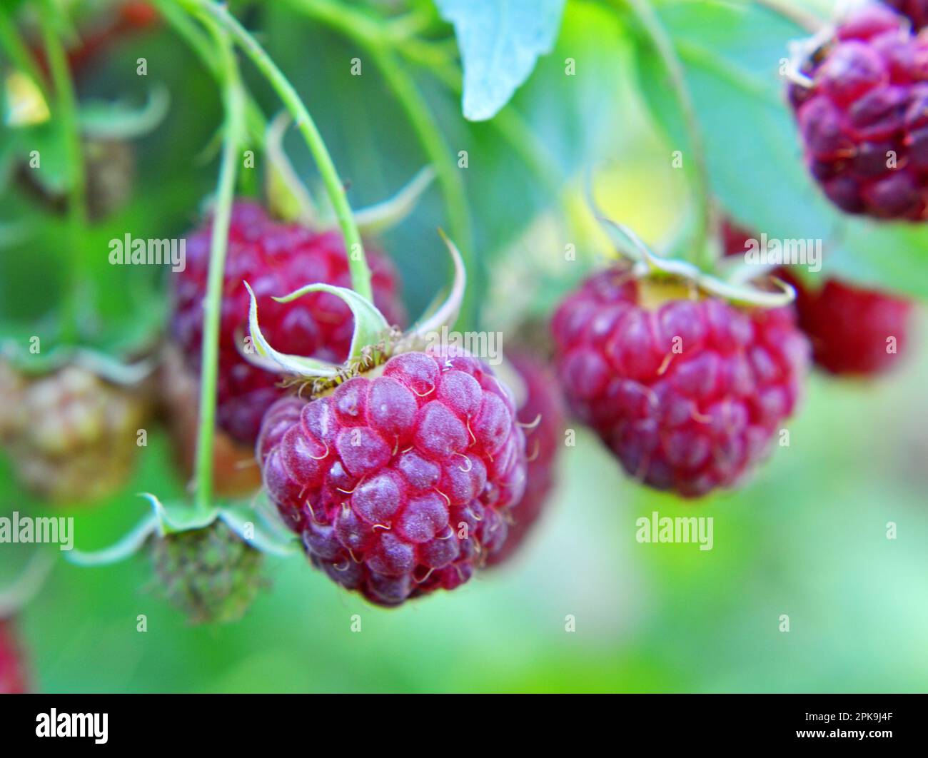 Raspberry branch ripe raspberries hi-res stock photography and images ...