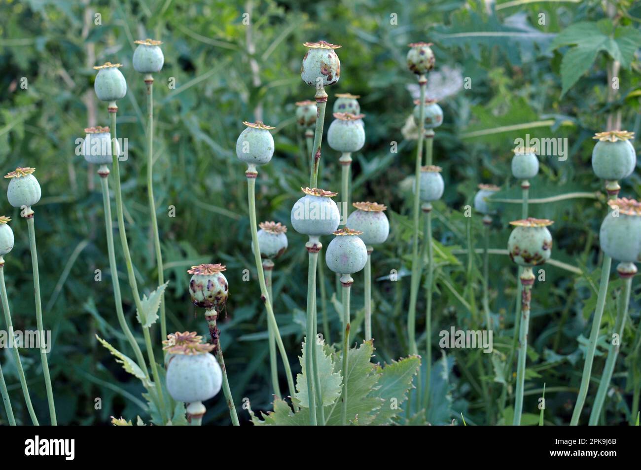 Poppy flower grows close up hi-res stock photography and images - Alamy