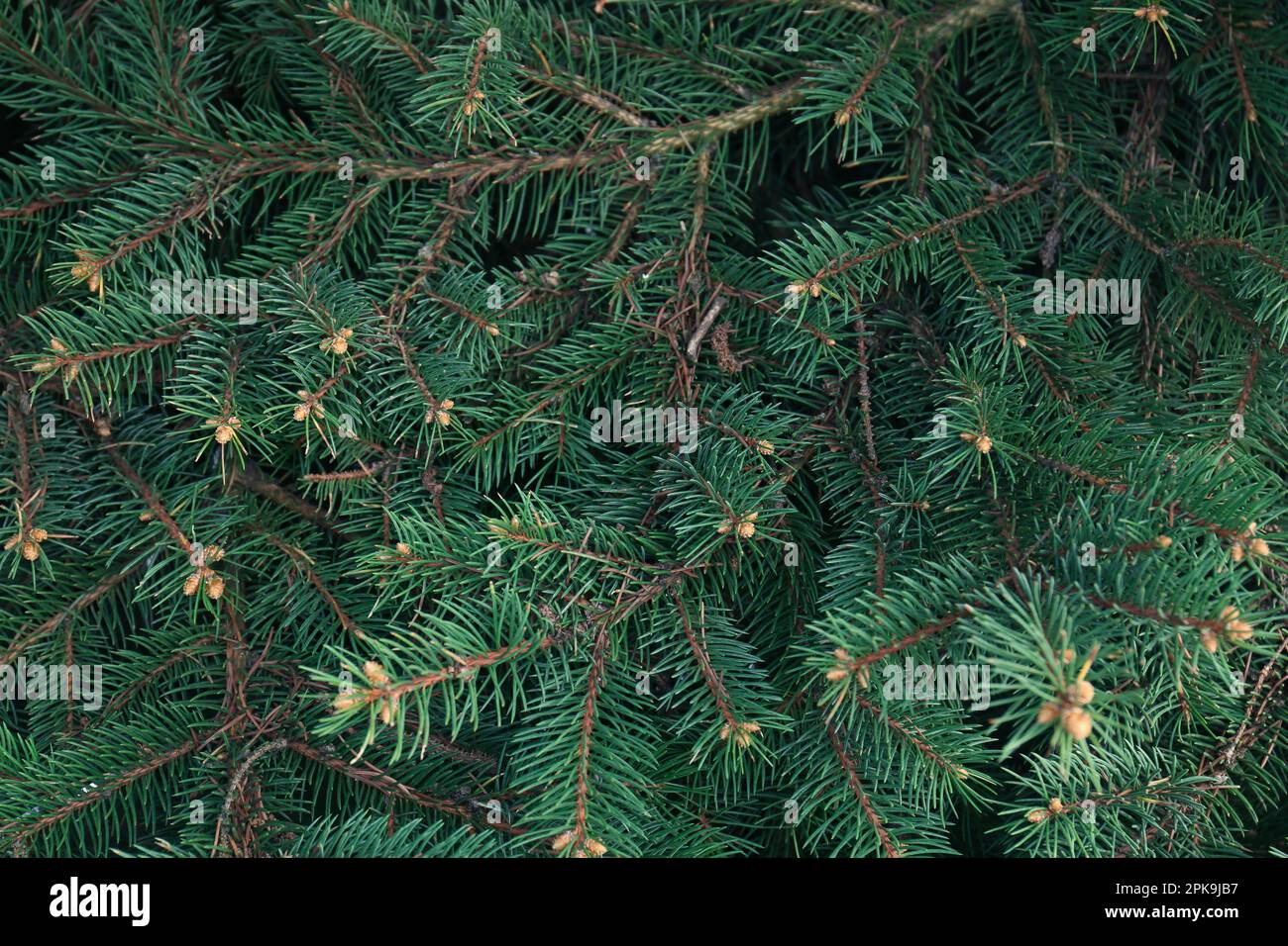 Beautiful branches of coniferous tree, closeup view Stock Photo - Alamy