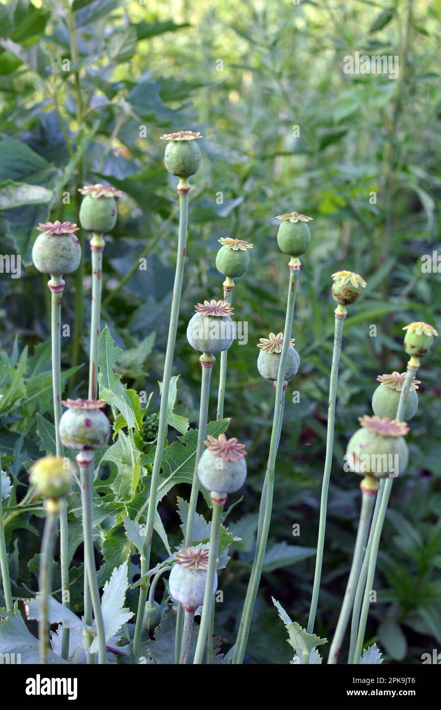 Morphine Plant Growth In Usa