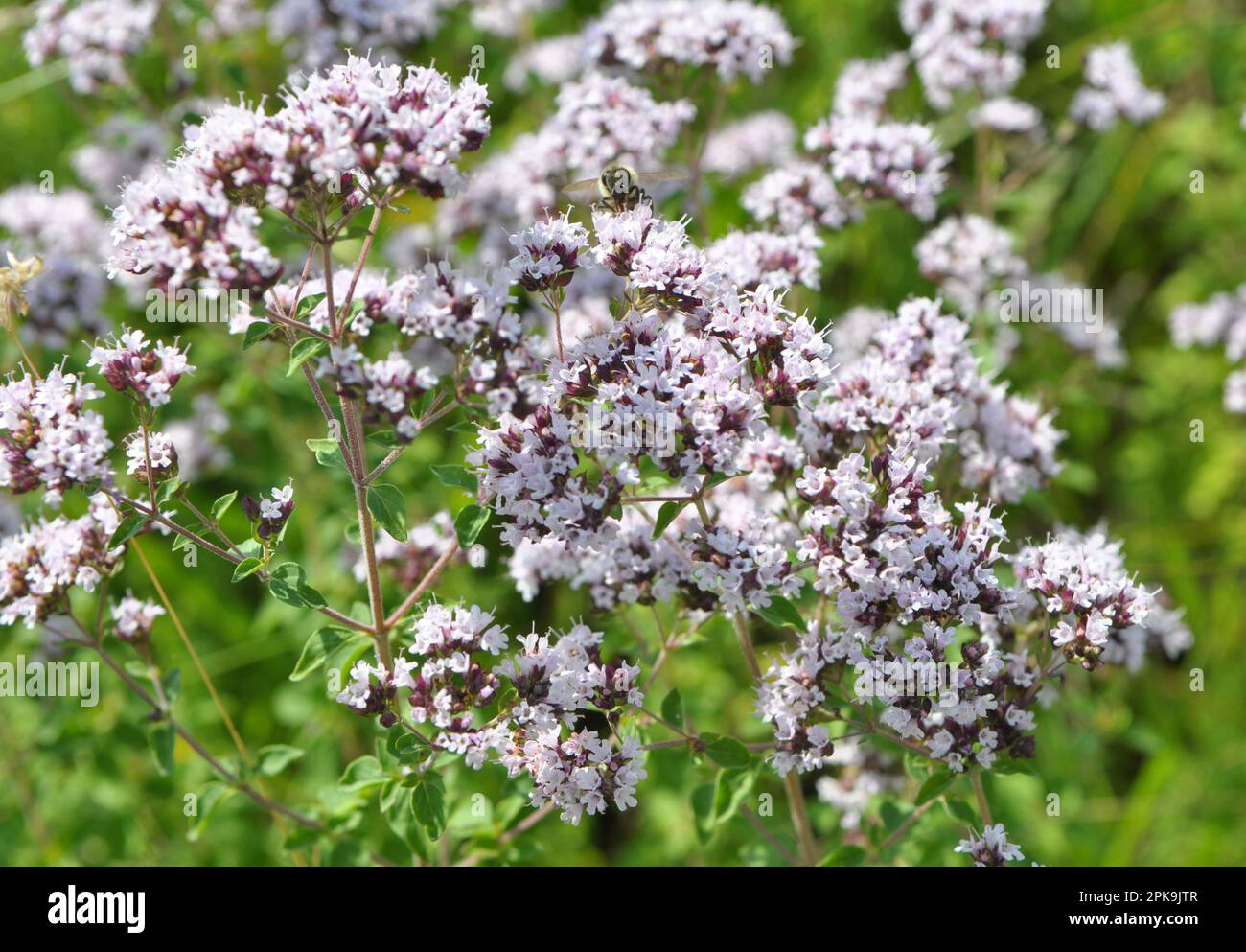In the wild in the summer flowering oregano (Origanum vulgare Stock ...