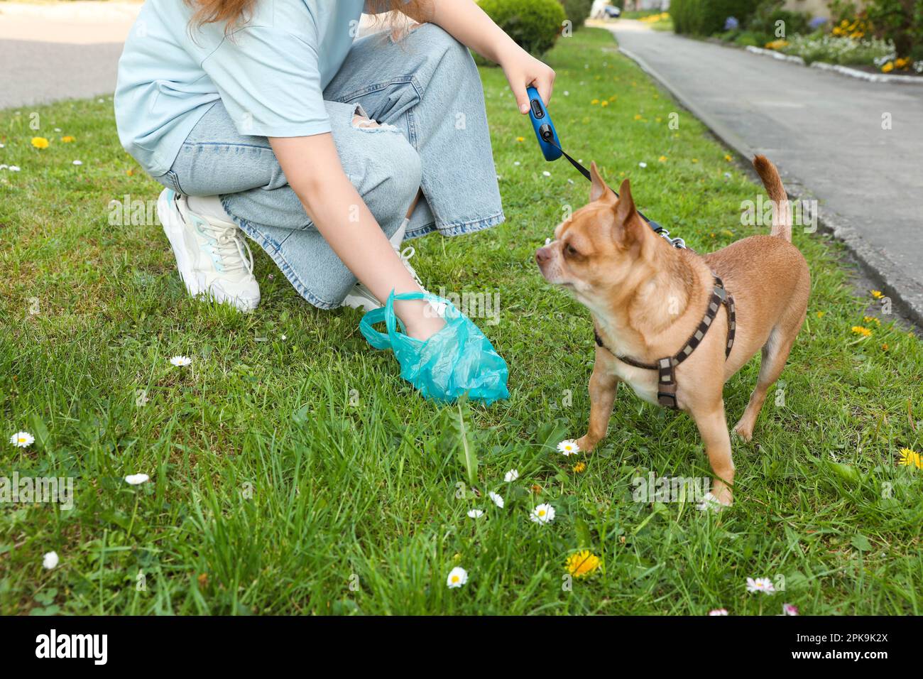 Woman picking up her dog's poop from green grass in park, closeup Stock ...