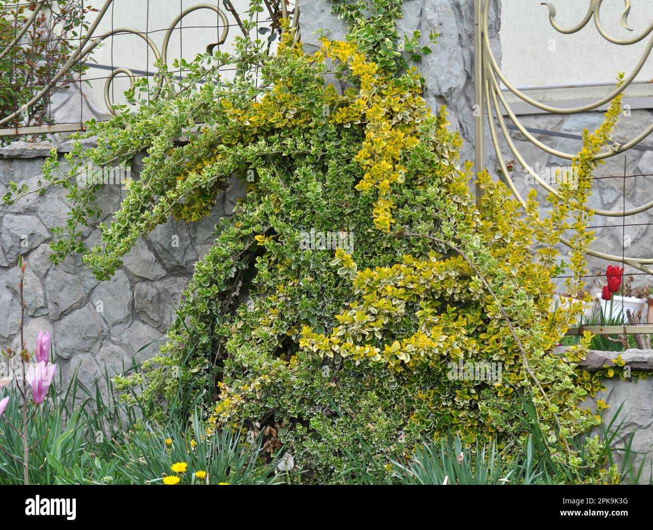 The evergreen ornamental shrub Euonymus fortunei grows in the garden ...