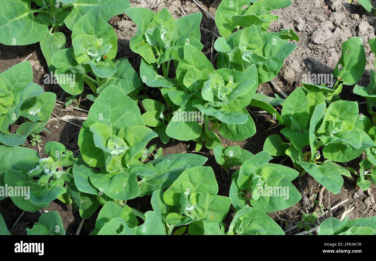 In the spring, the edible plant garden orach (Atriplex hortensis) grows ...