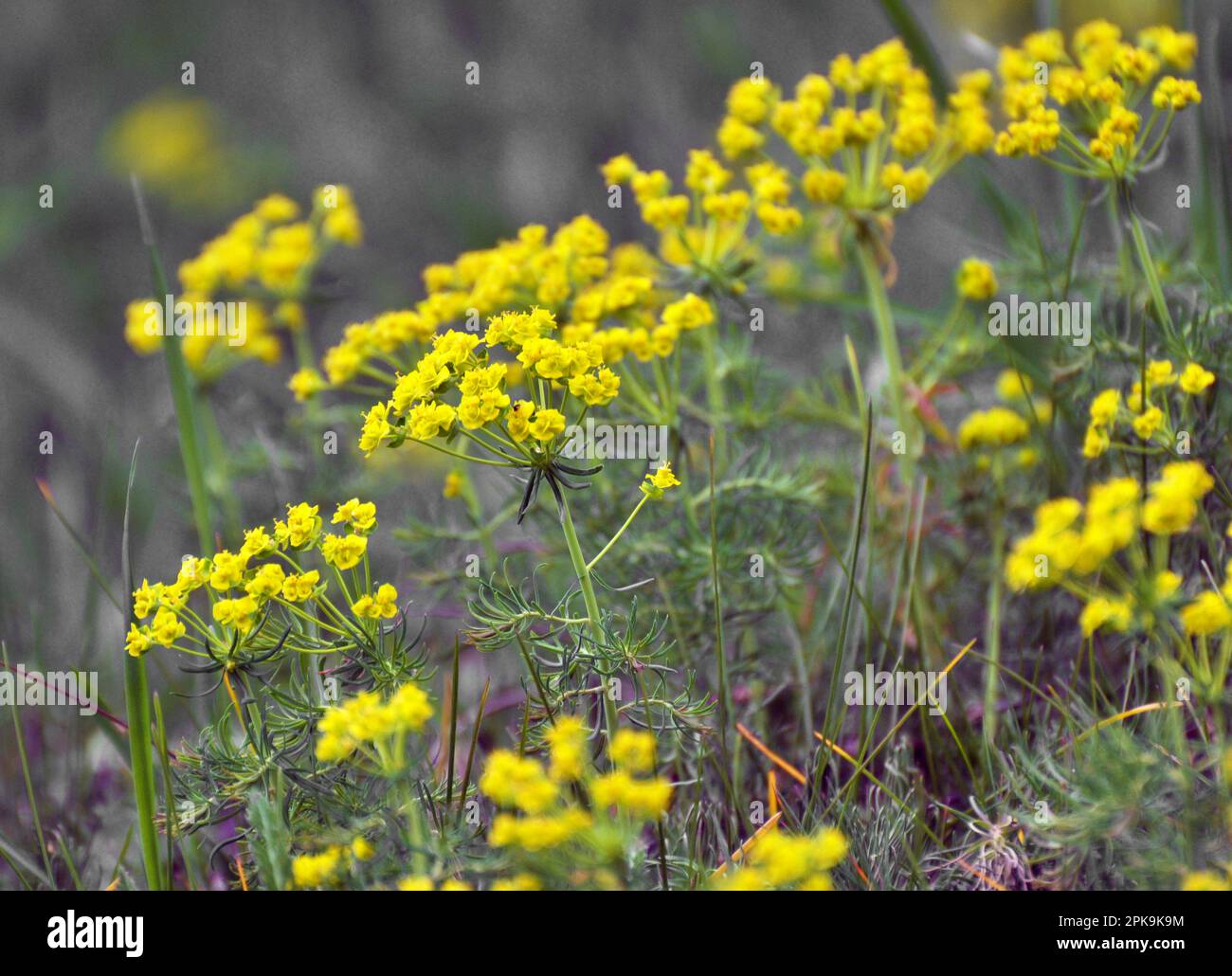 In the spring of wild herbs, Euphorbia cyparissias blooms Stock Photo ...