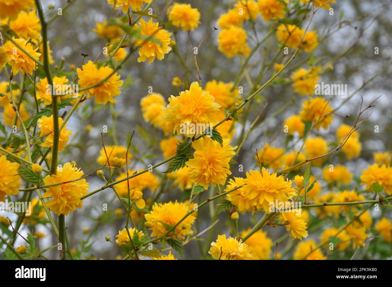 Kerria japonica bush blooms in the garden in spring Stock Photo - Alamy