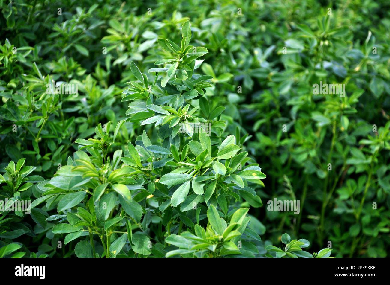 In the spring farm field young alfalfa grows Stock Photo - Alamy
